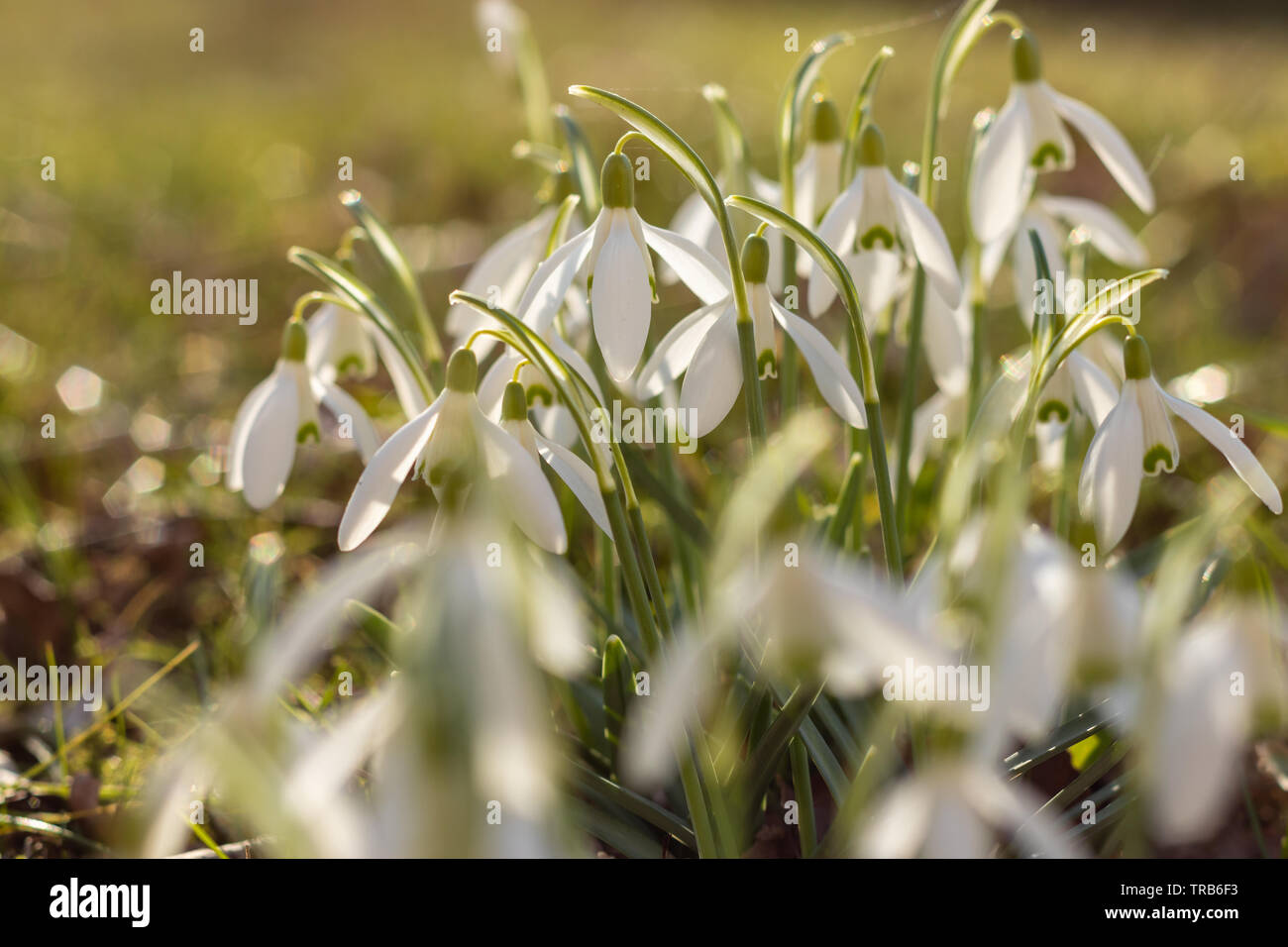 Snowdrops in the sunlight in a meadow Stock Photo - Alamy