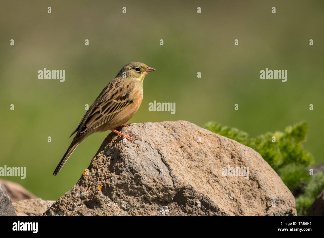 Stunning bird photo. Ortolan bunting / Emberiza hortulana Stock Photo ...