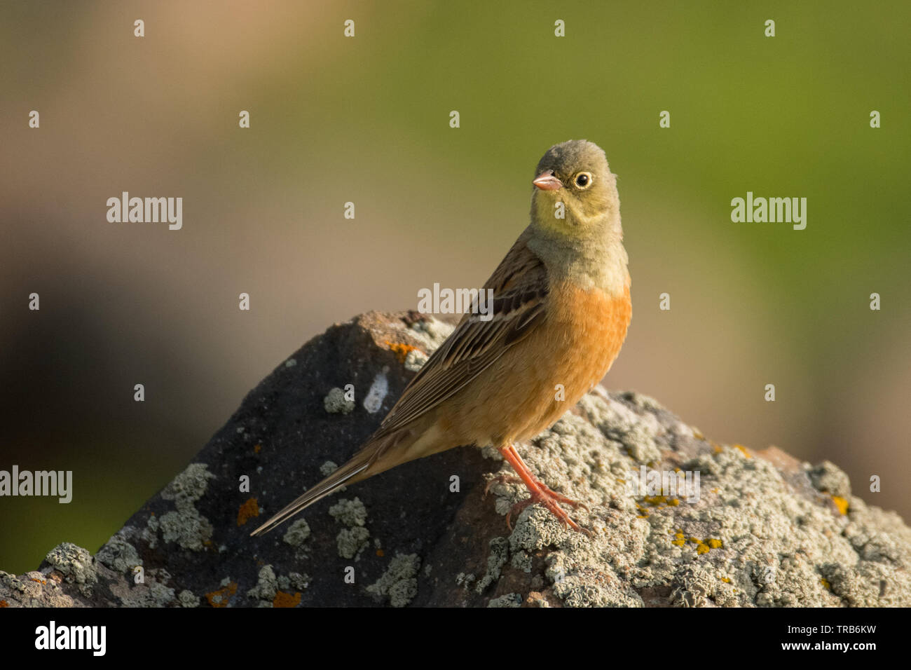 Stunning bird photo. Ortolan bunting / Emberiza hortulana Stock Photo ...