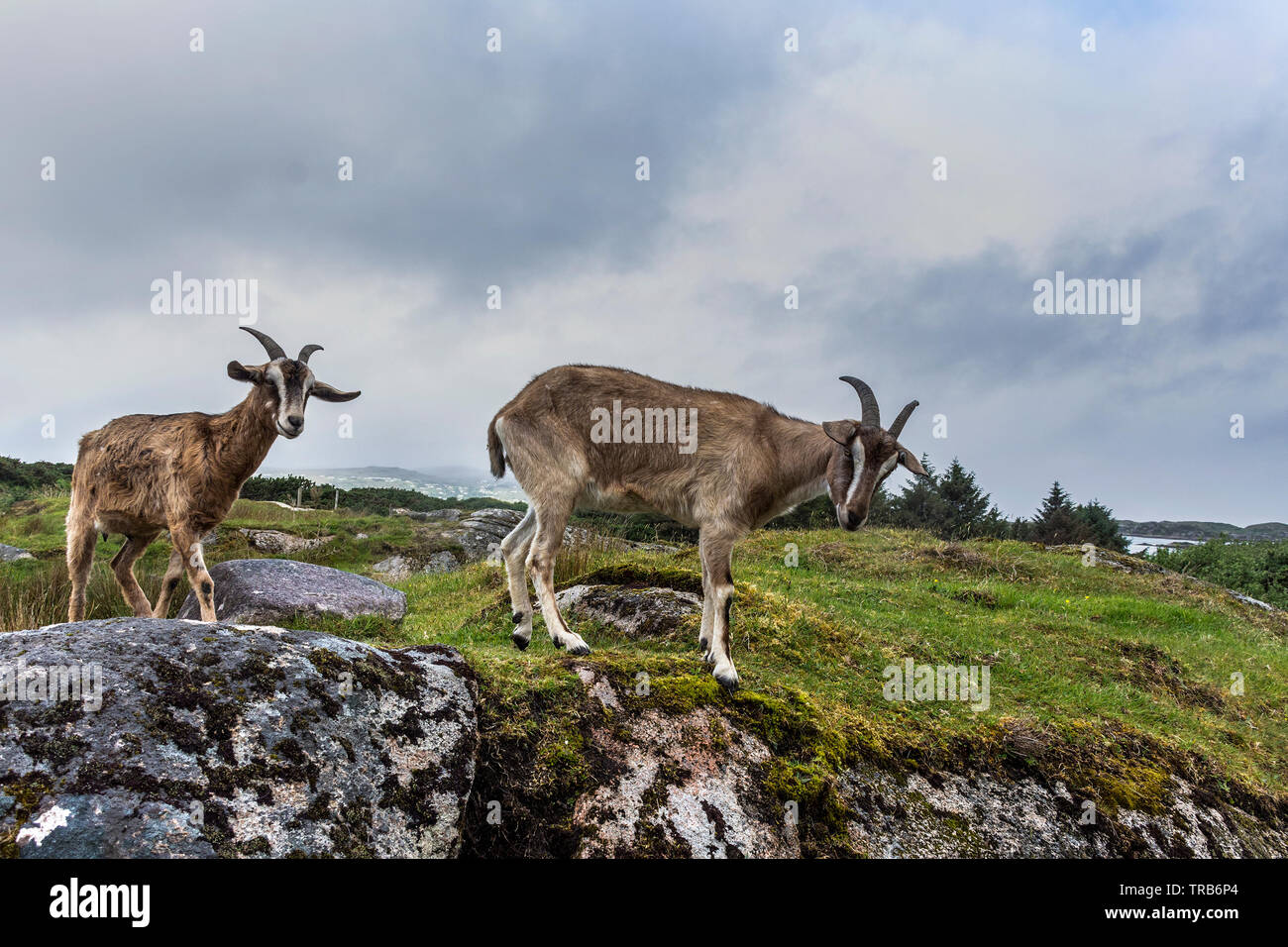 Rarest goats hi-res stock photography and images - Alamy