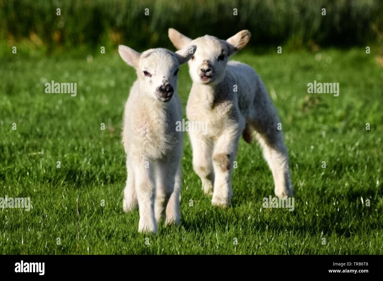Spring baby animals hi-res stock photography and images - Alamy