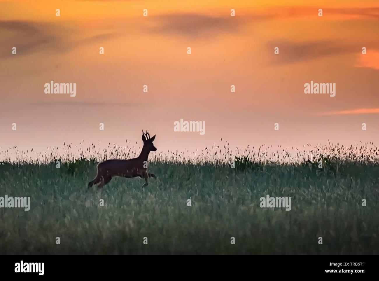 Running sunset stunning hi-res stock photography and images - Alamy