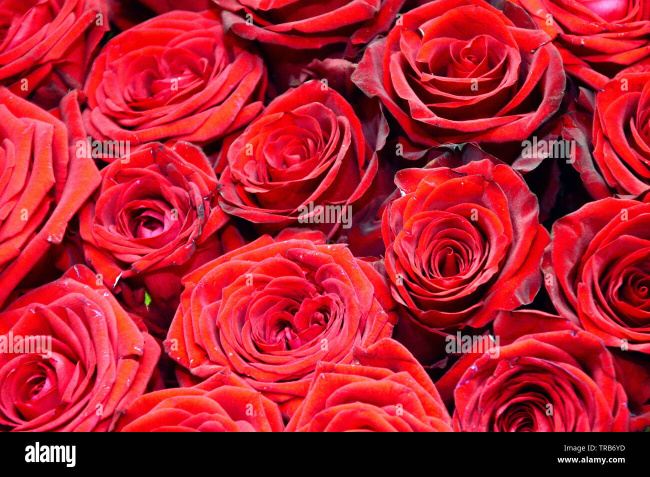 Closeup on a bouquet of red roses Stock Photo - Alamy