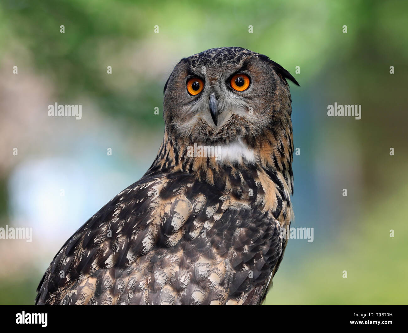 Portrait eagle owl hi-res stock photography and images - Alamy