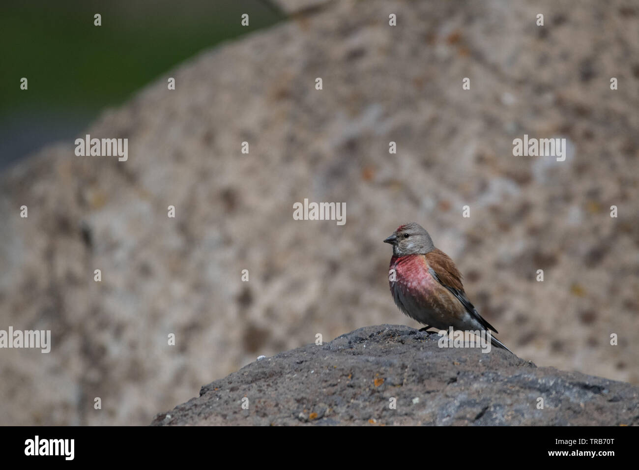 Stunning bird photo. Common linnet / Linaria cannabina Stock Photo - Alamy