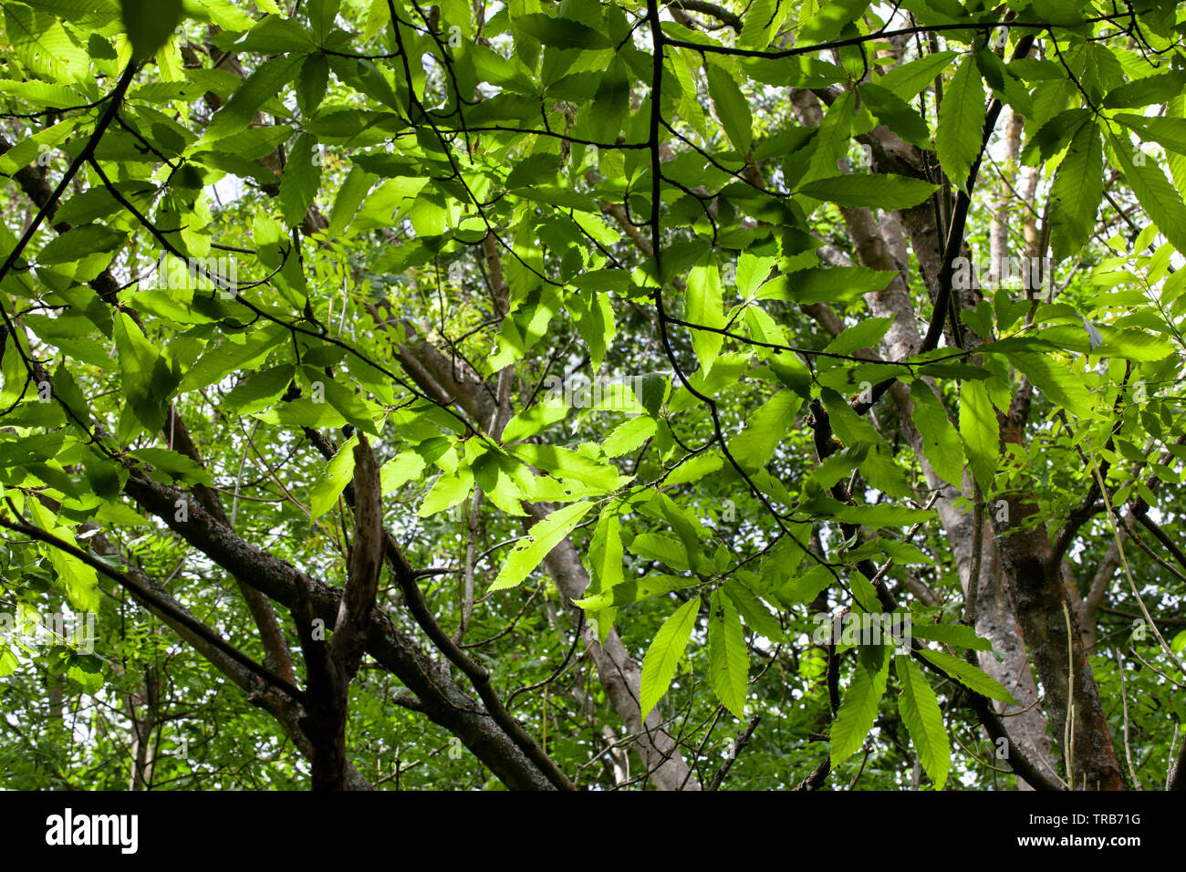 Woodland shade hi-res stock photography and images - Alamy