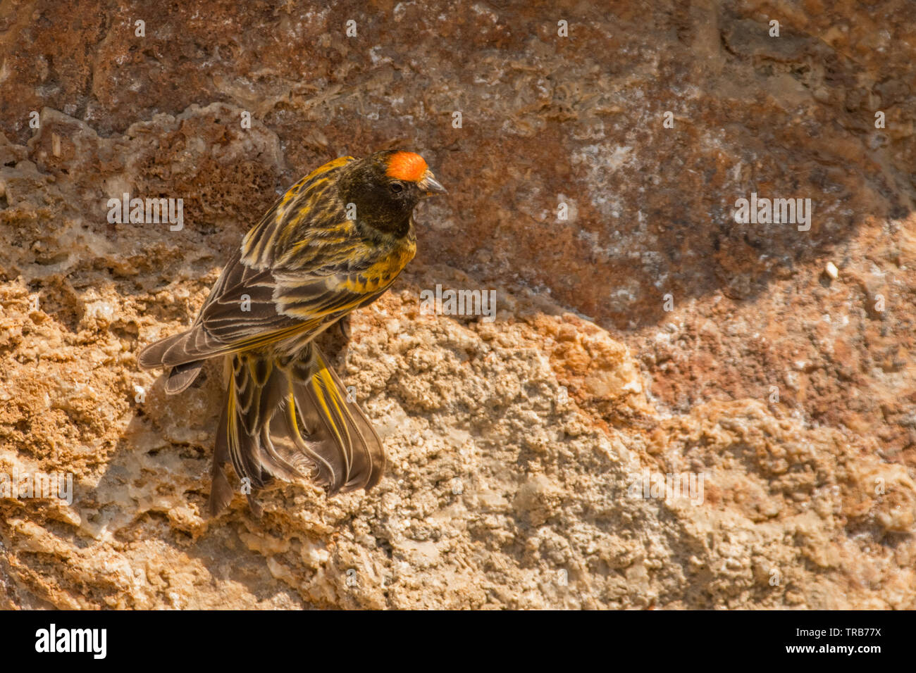 Red fronted serin serinus pusillus hi-res stock photography and images ...