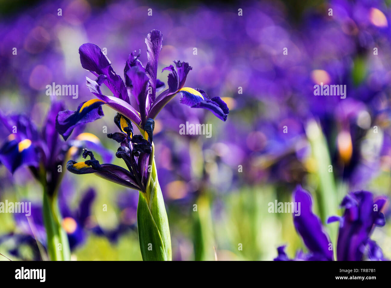 Dutch Iris hollandica Purple Sensation flowers in a garden Stock Photo ...