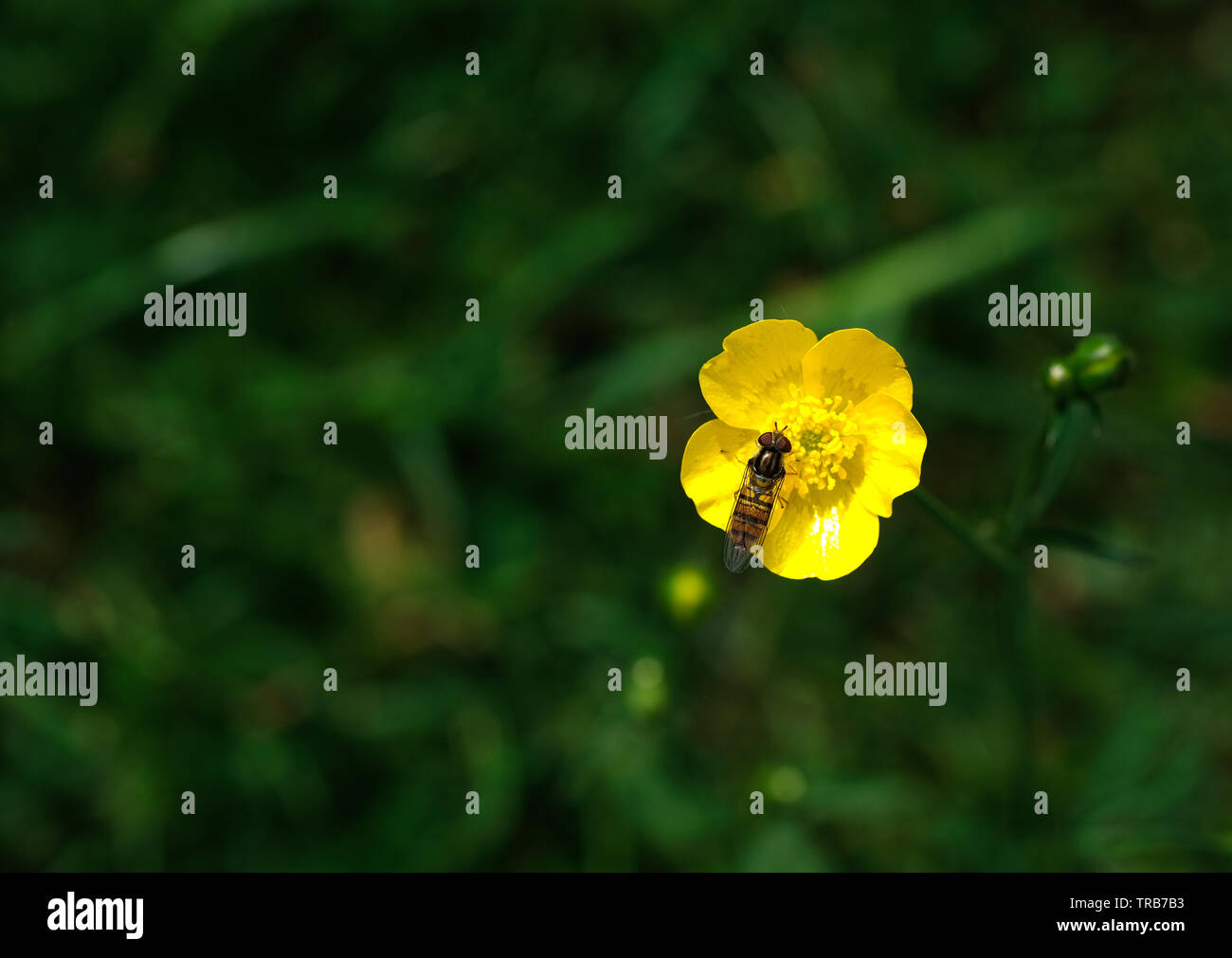 Insect on a yellow buttercup flower Stock Photo - Alamy