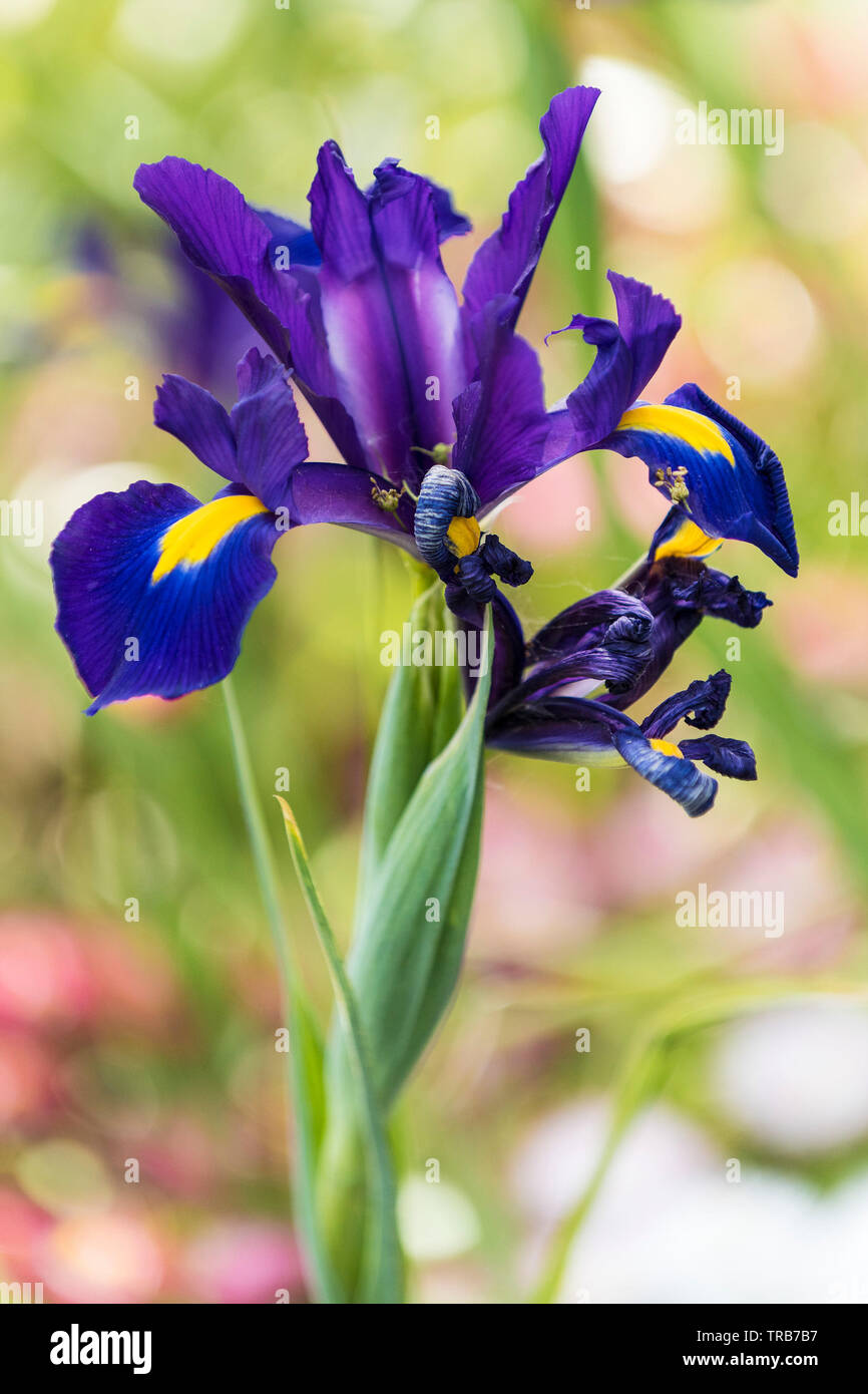 Iris purple sensation hi-res stock photography and images - Alamy