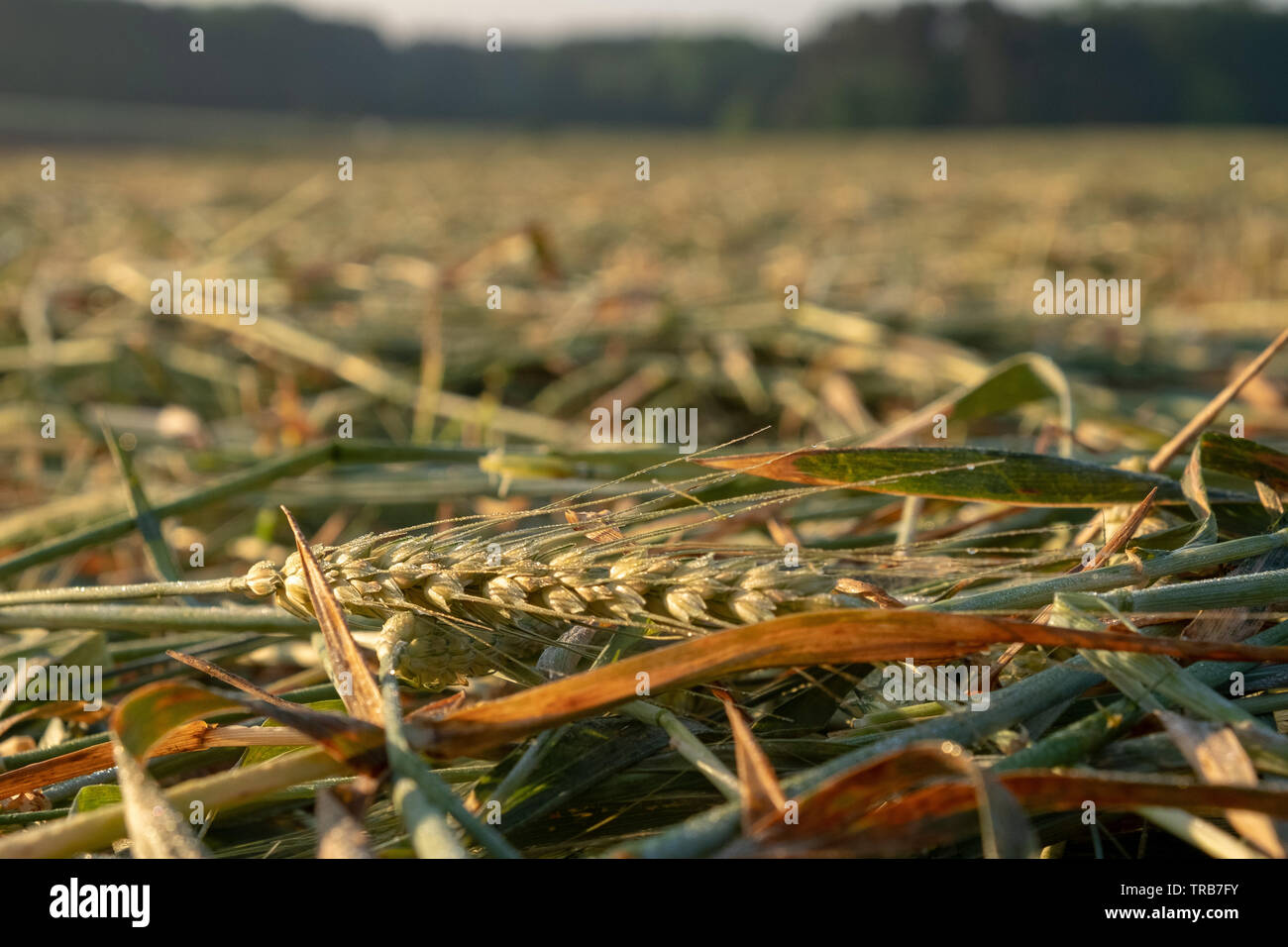 Freshly cut winter wheat lies on the ground ready to be baled for ...