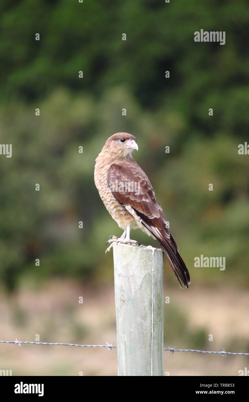 Hawk in wilderness chile hi-res stock photography and images - Alamy