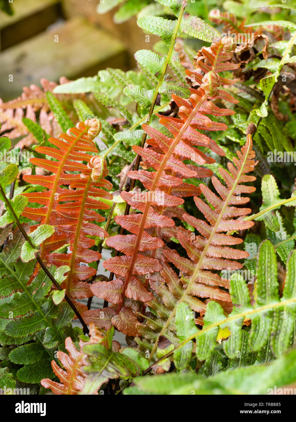 Unfolding hi-res stock photography and images - Alamy