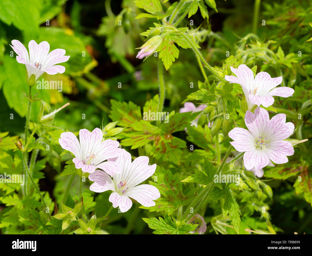 Red marked foliage and pale flowers with delicate magenta bee lines of ...