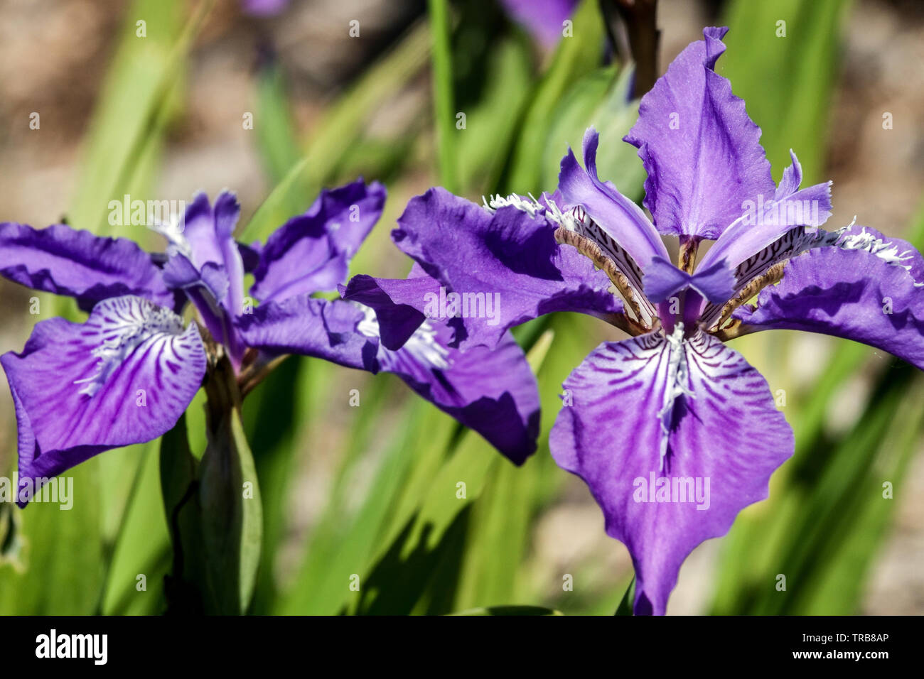 Tectorum hi-res stock photography and images - Alamy