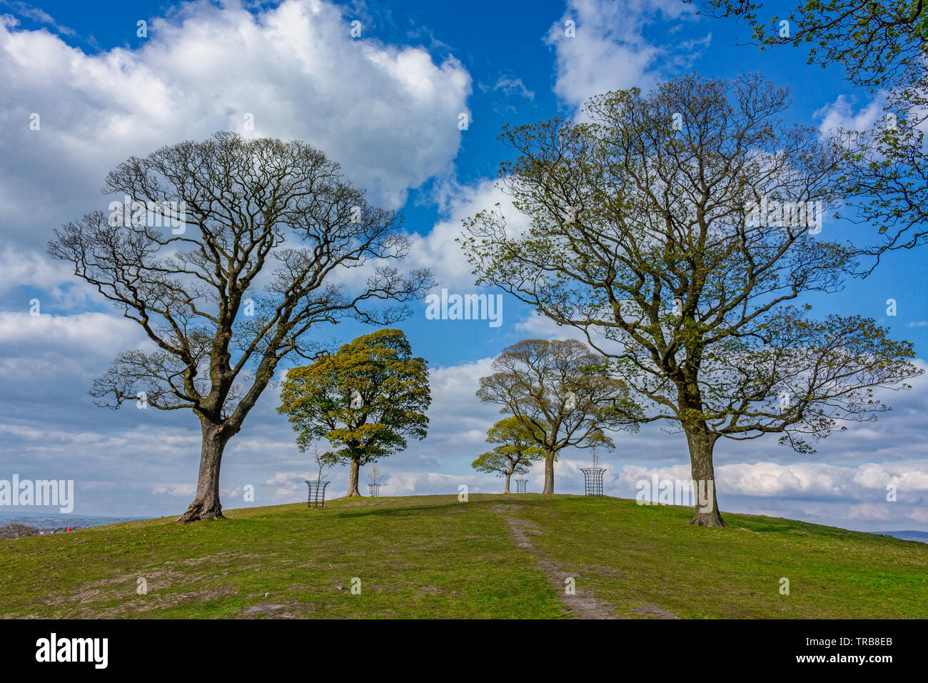 Four trees on grass in countryside against deep blue cloudy sky, in ...