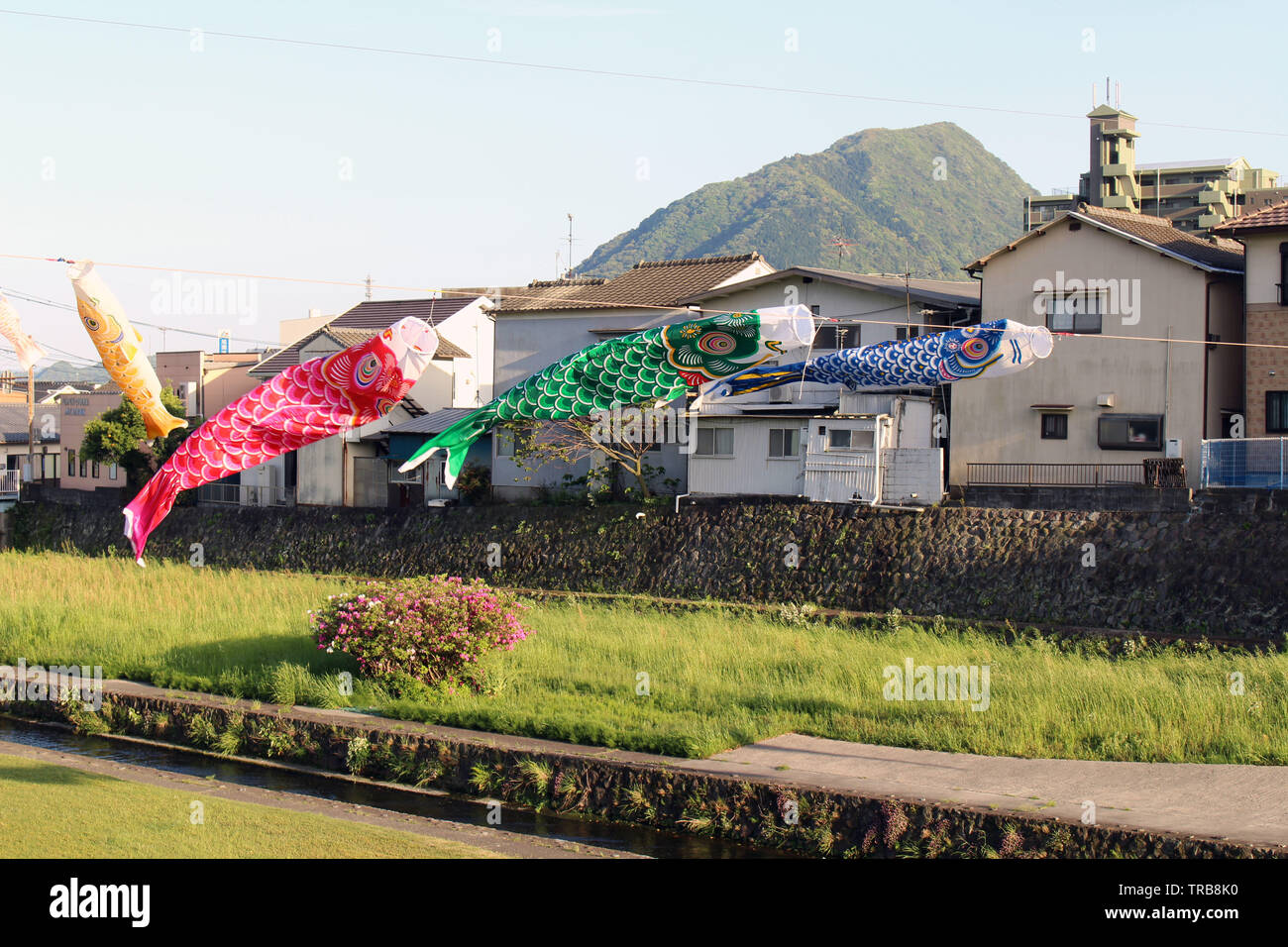 Japanese koinobori flying koi carp fish in Beppu during Golden Week ...