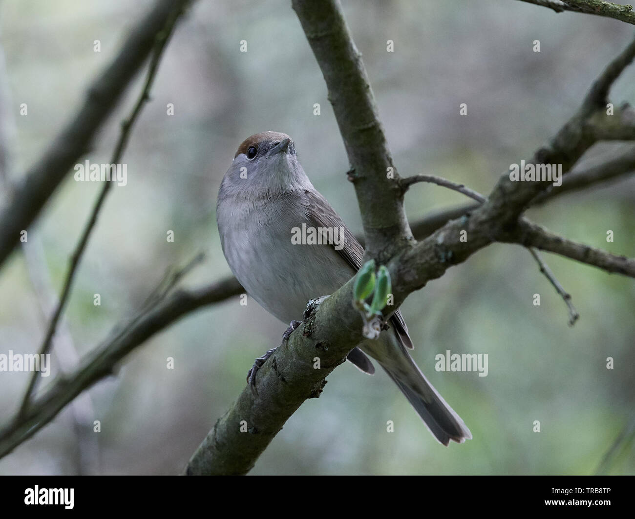 Female Eurasian blackcap in its natural habitat in Denmark Stock Photo ...