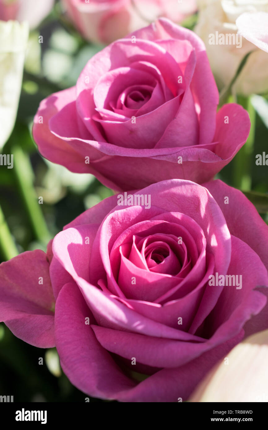 Pink roses close-up Stock Photo - Alamy