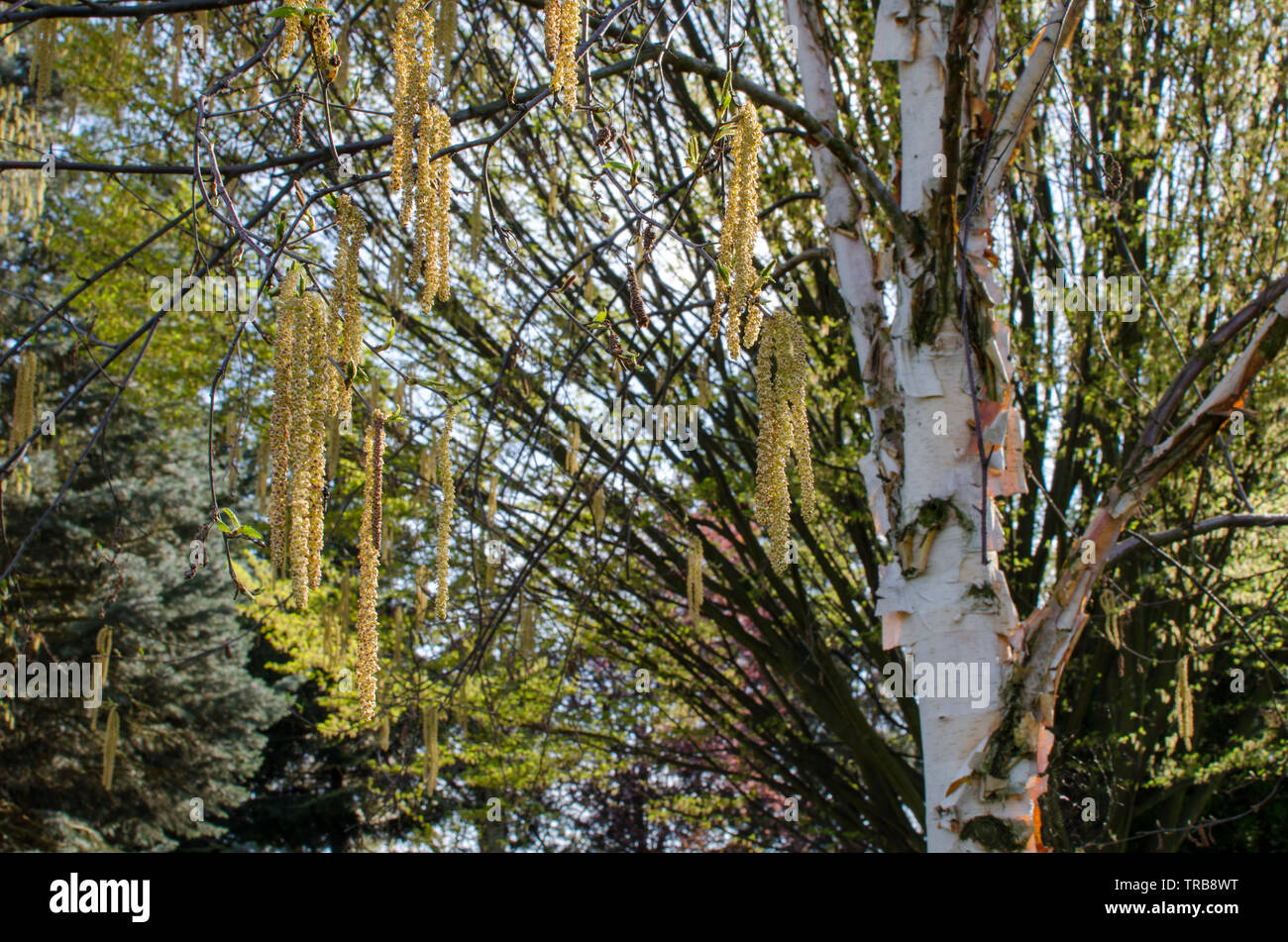 Chinese White Birch Tree - Betula albosinensis Fascination Stock Photo ...