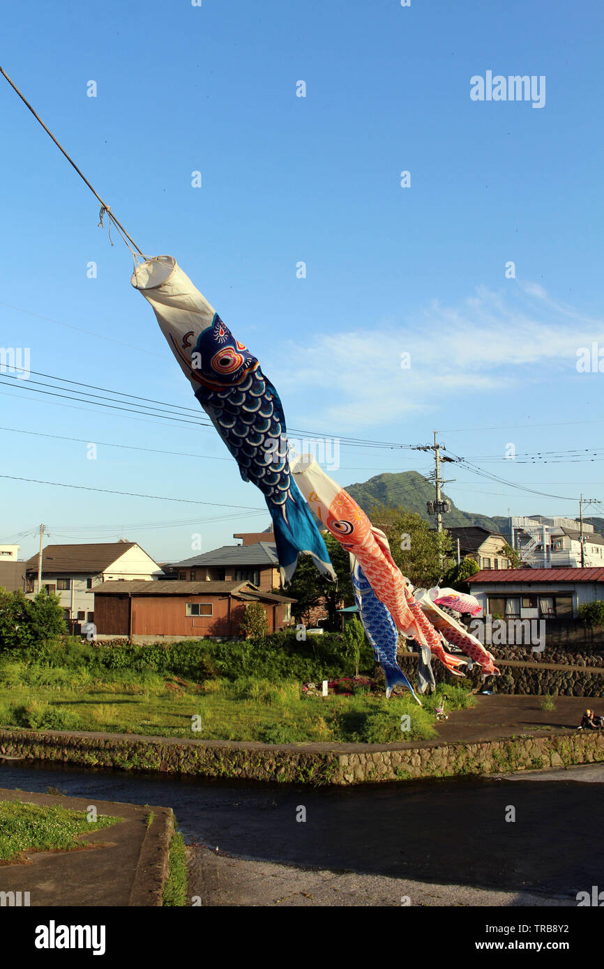 A close-up view of the festival of Japanese koinobori flying koi in ...