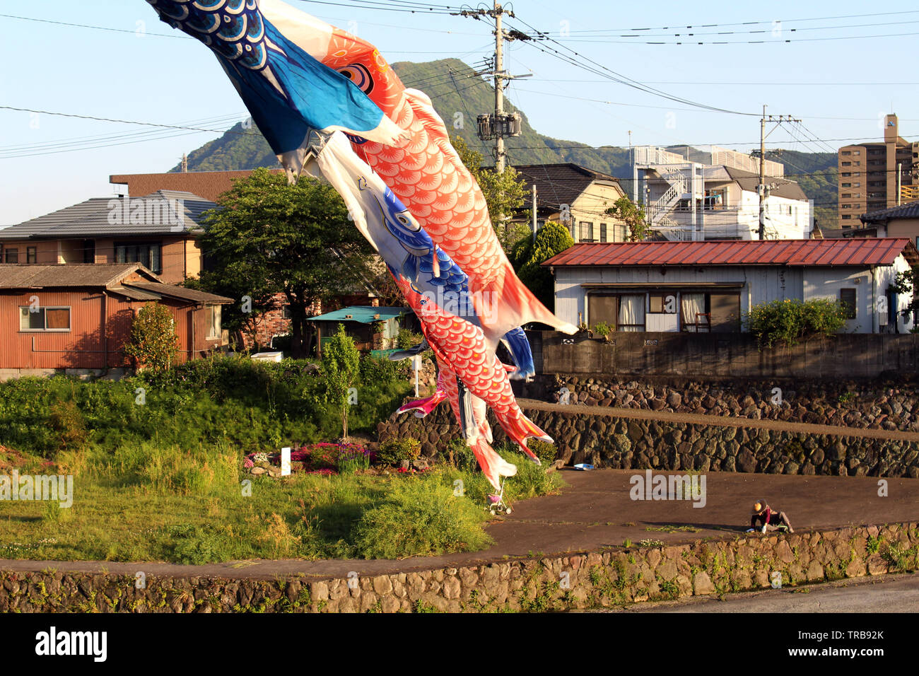 A close-up view of the festival of Japanese koinobori flying koi in ...