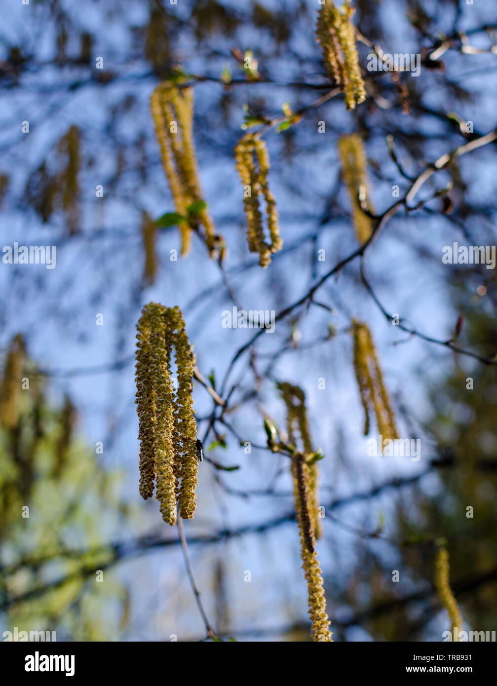 Chinese White Birch Tree - Betula albosinensis Fascination Stock Photo ...