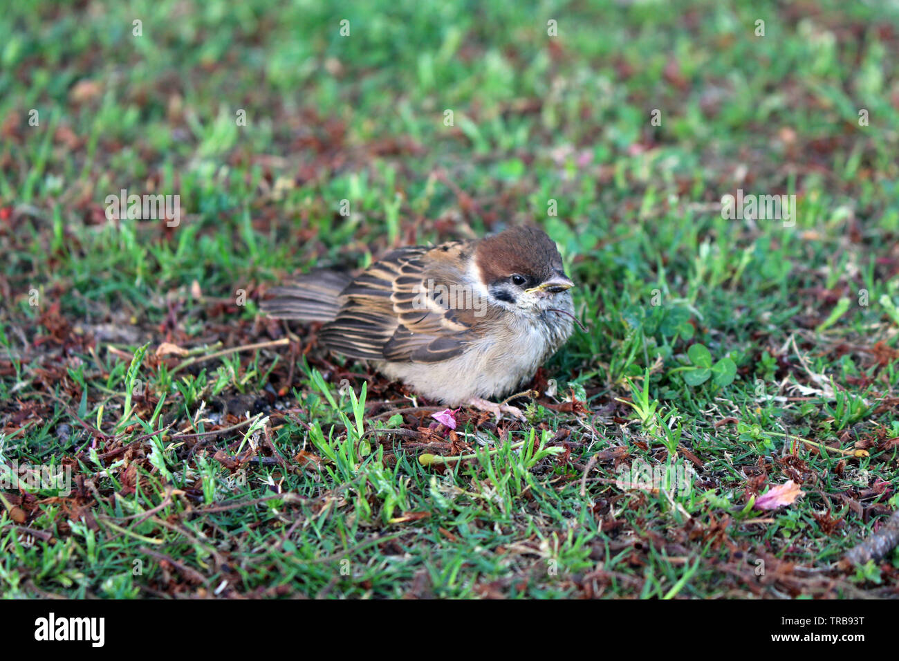 A bird, sparrow, in one park in Beppu, Japan. Taken in April 2019 Stock ...