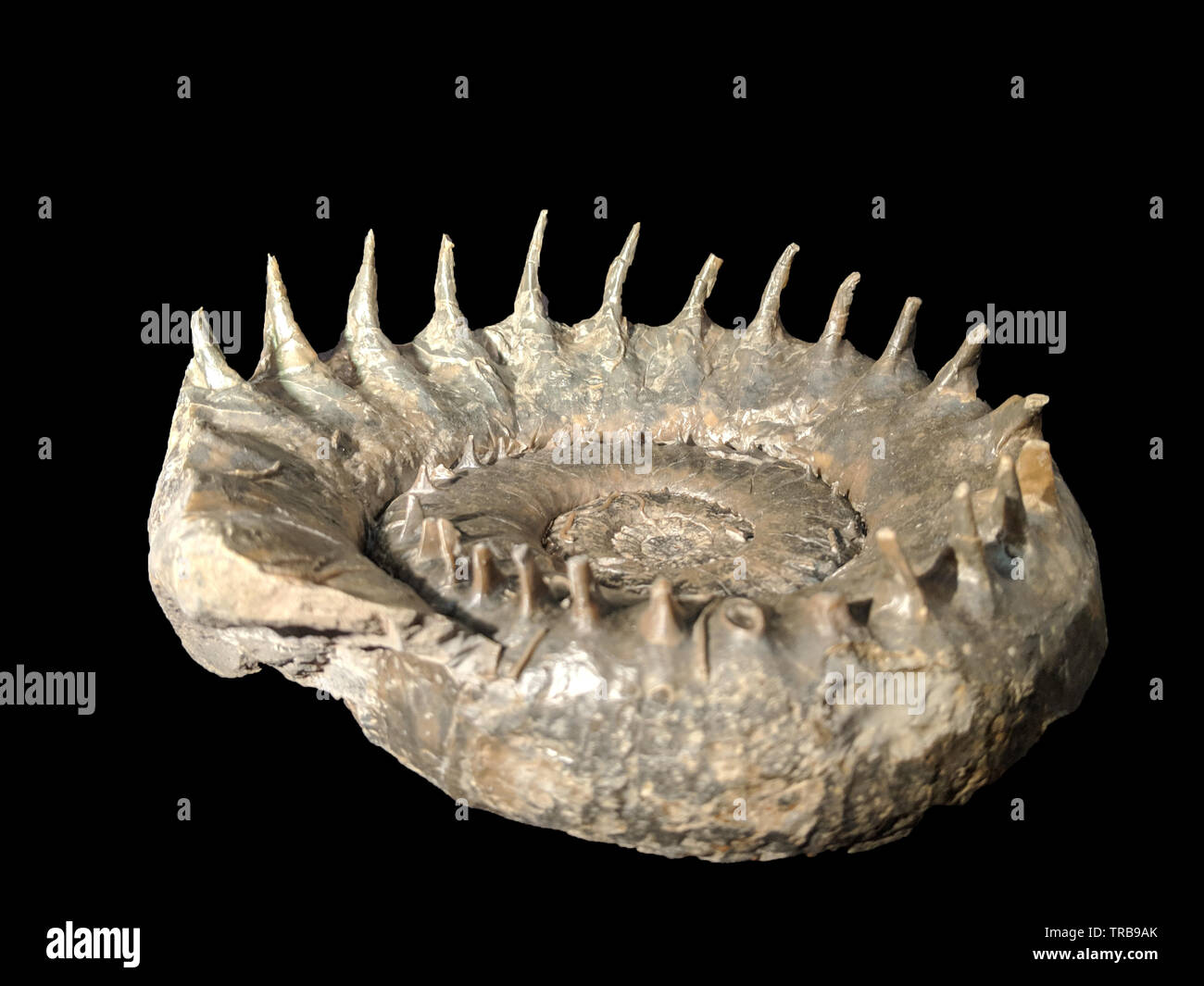 Rare Apoderoceras, spiny ammonite from Charmouth beach, Jurassic coast ...