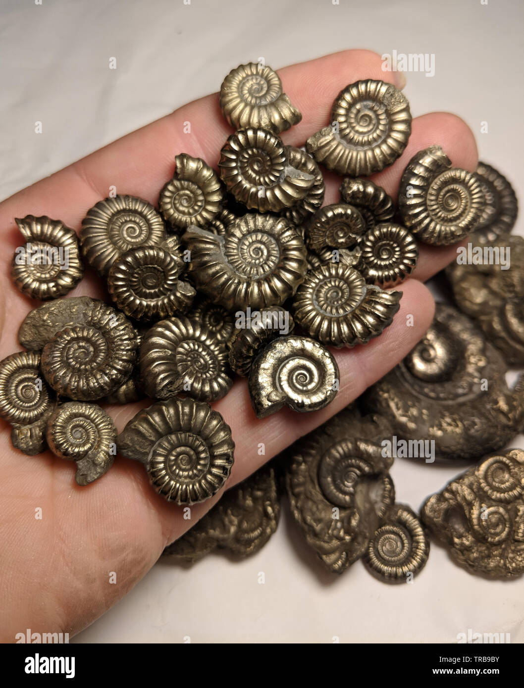 Ammonites fossils hi-res stock photography and images - Alamy