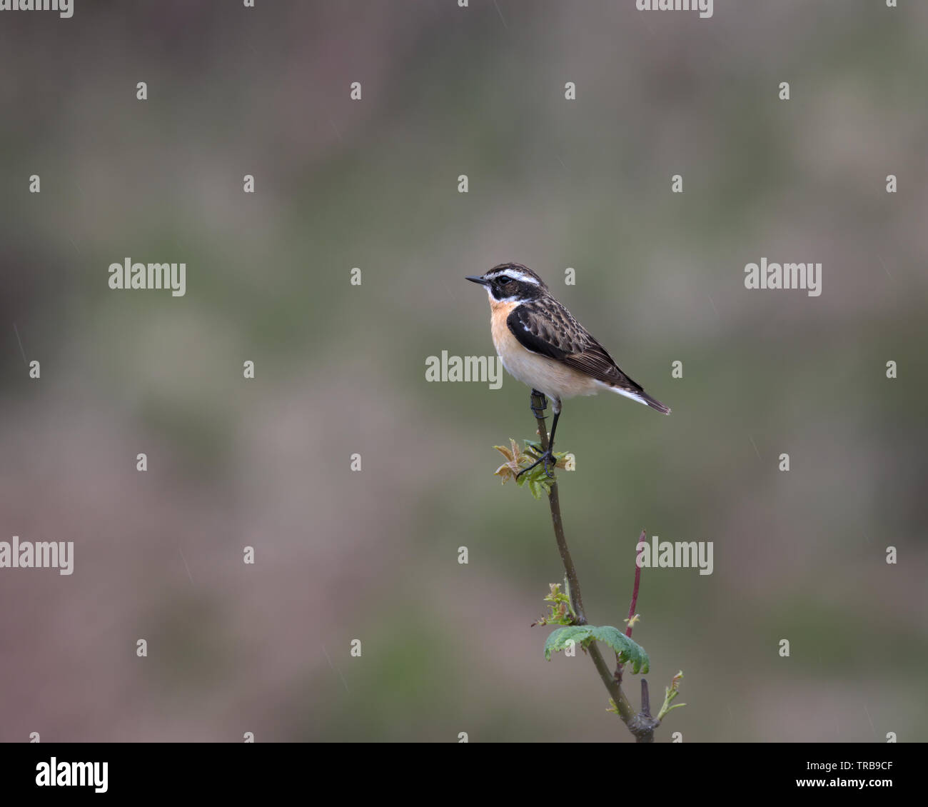 Bird animal wildlife whinchat hi-res stock photography and images - Alamy