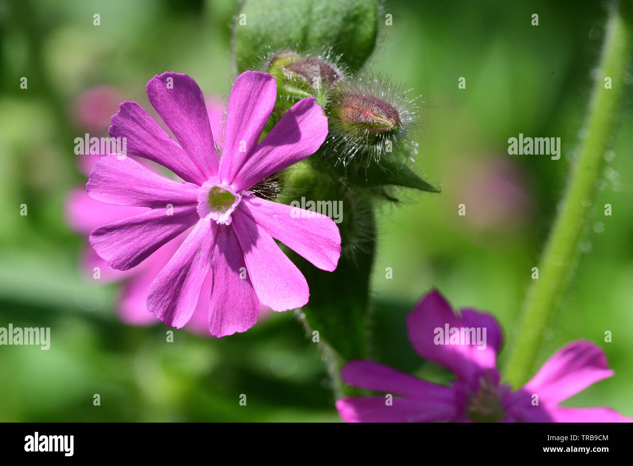 Macro shot of a red campion (silene dioica) flower in bloom Stock Photo ...