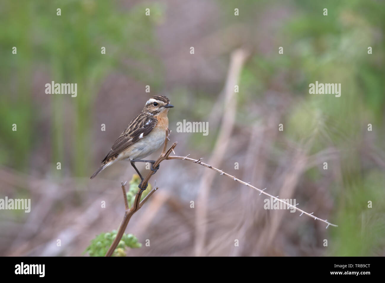 Female Whinchat , Saxicola ruberta Stock Photo - Alamy