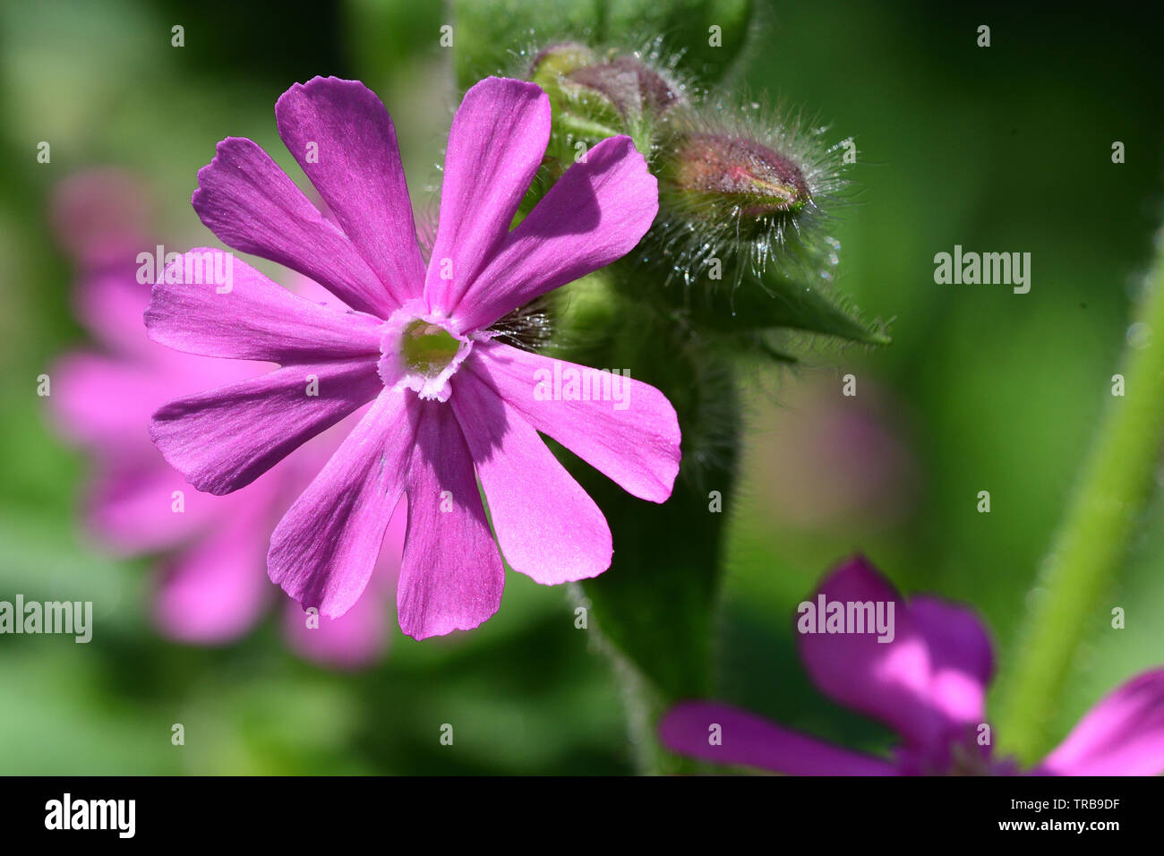 Macro shot of a red campion (silene dioica) flower in bloom Stock Photo ...