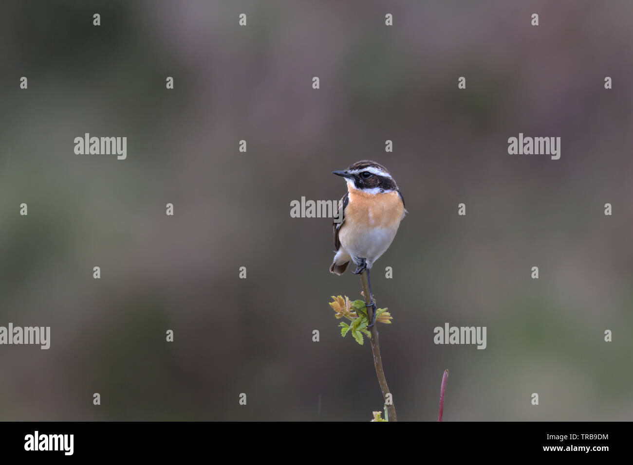 Bird animal wildlife whinchat hi-res stock photography and images - Alamy