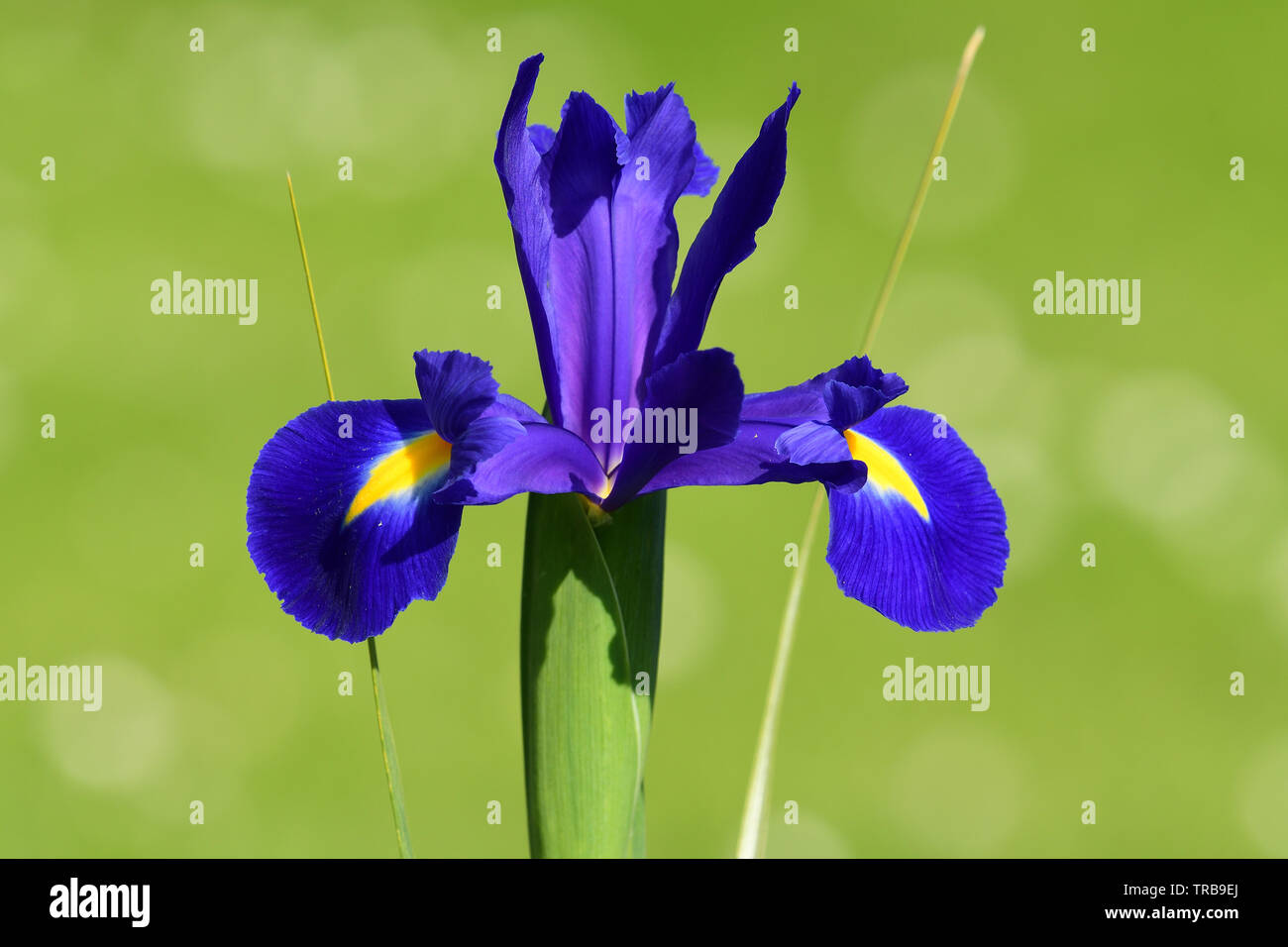Close up of a purple iris (iris versicolor) in bloom in the garden ...
