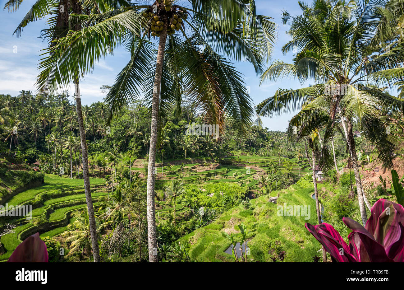 Green rice hi-res stock photography and images - Alamy