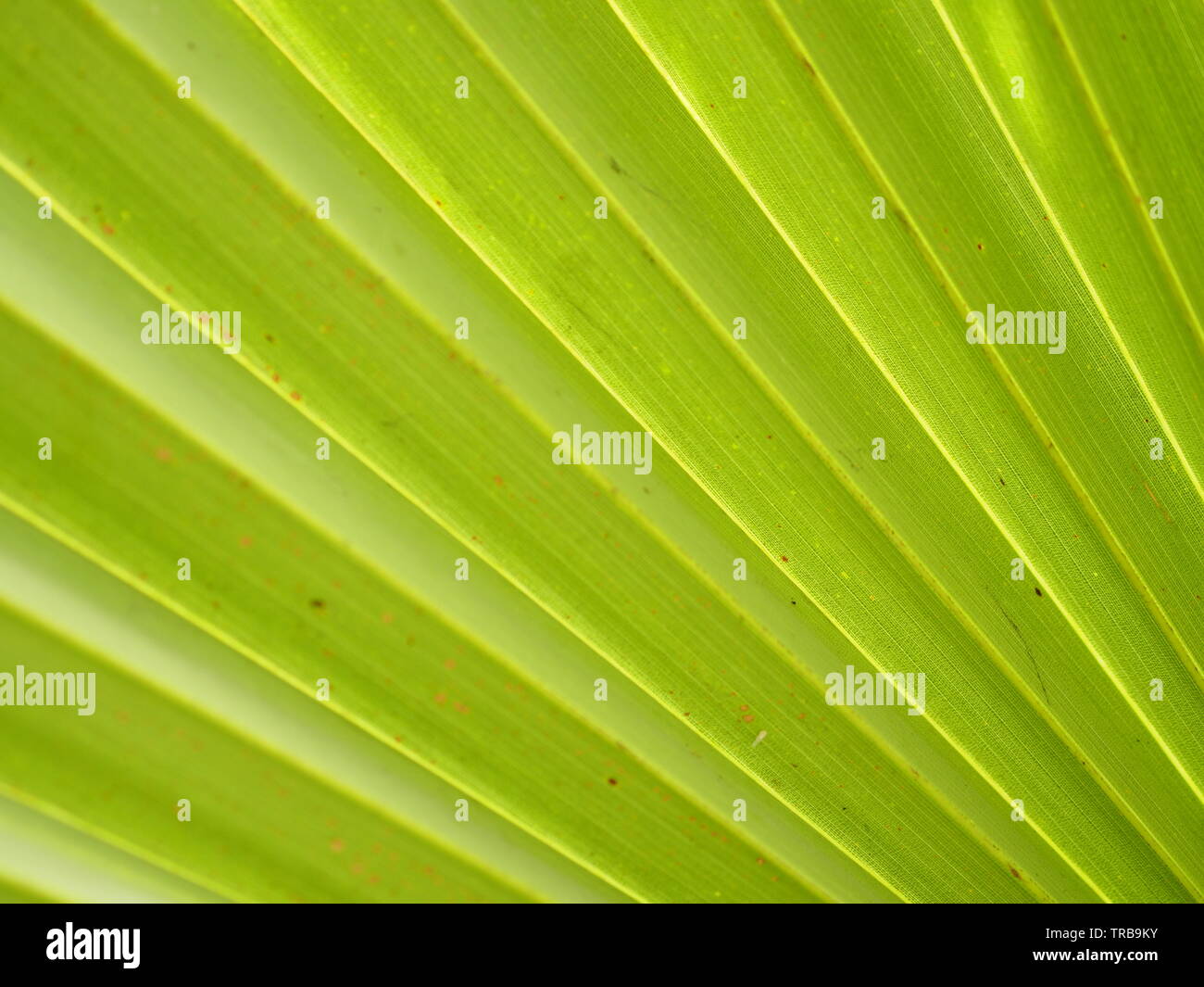 Palm leaves have a distinctive shape green color background Stock Photo ...