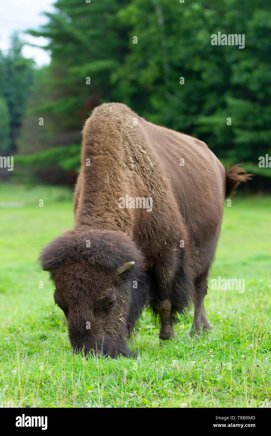 Male plains bison grazing hi-res stock photography and images - Alamy