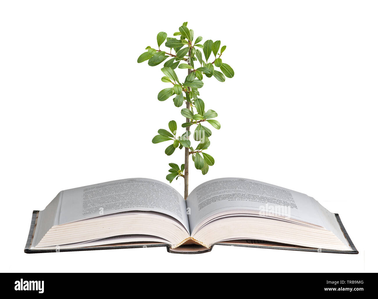 Plant growing from open book Stock Photo - Alamy