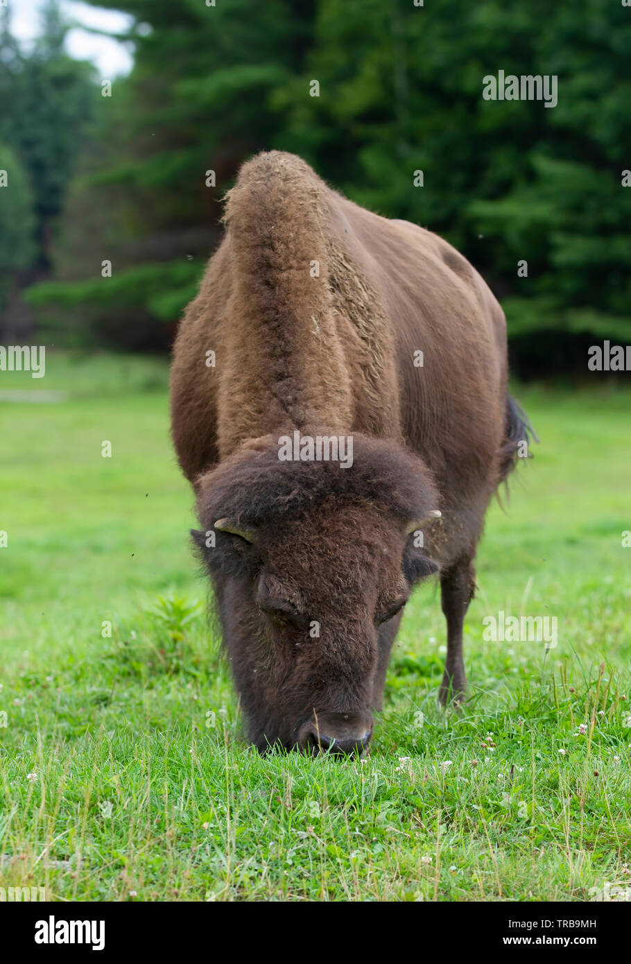 American Bison, buffalo closeup grazing in a grassy meadow in Canada ...