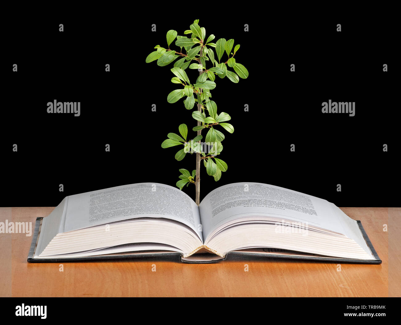plant growing from an open book Stock Photo - Alamy