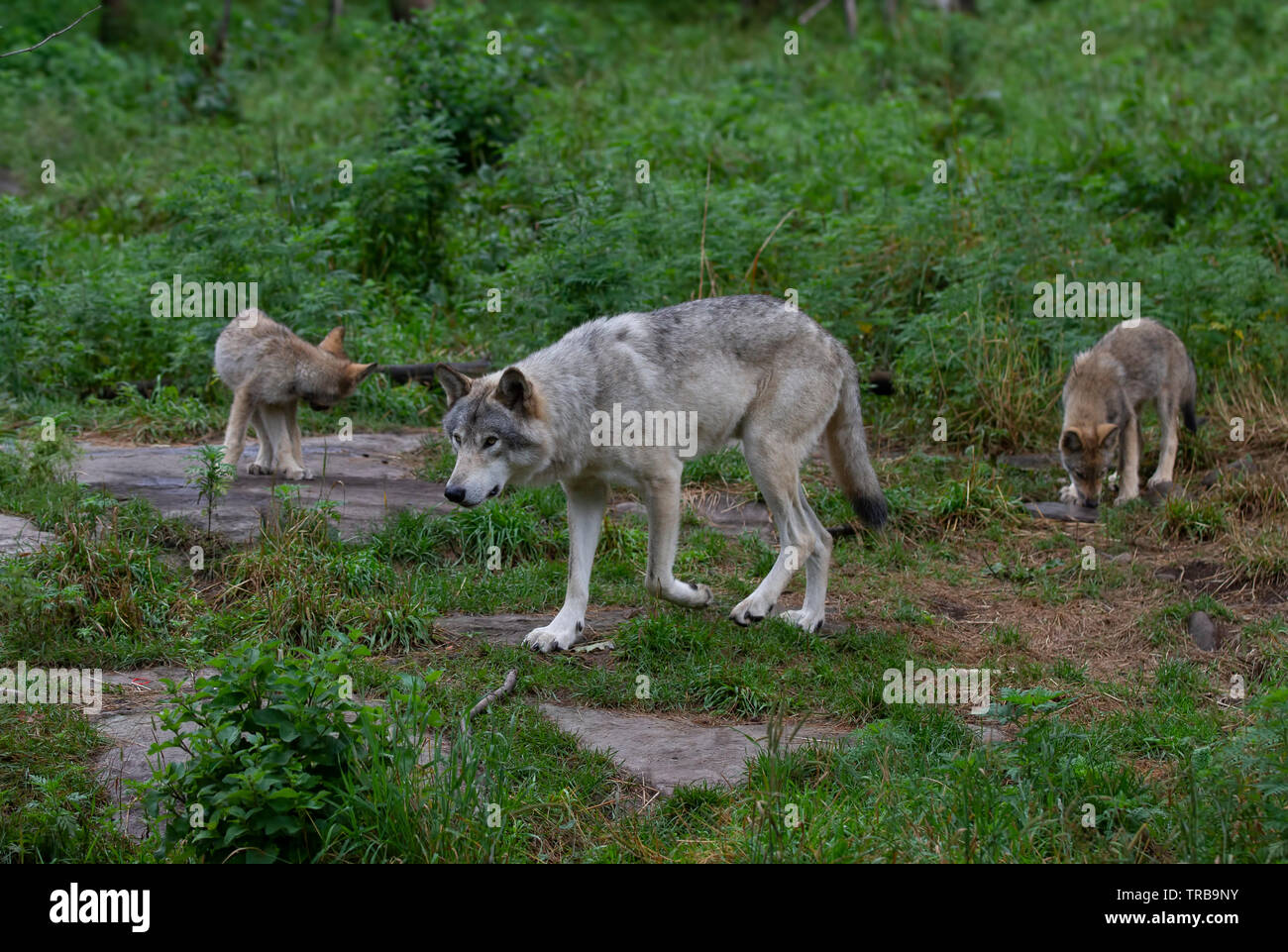 Timber wolf or grey wolf with pups Canis lupus on rocky cliff in summer ...