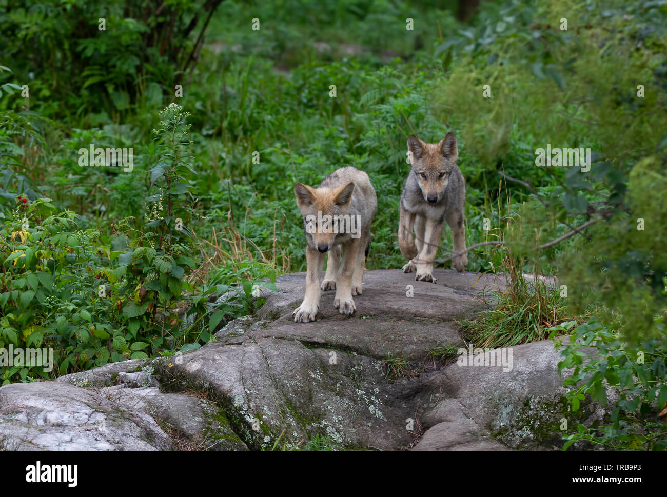 Timber wolf or grey wolf Canis lupus pups walking on a rocky cliff in ...