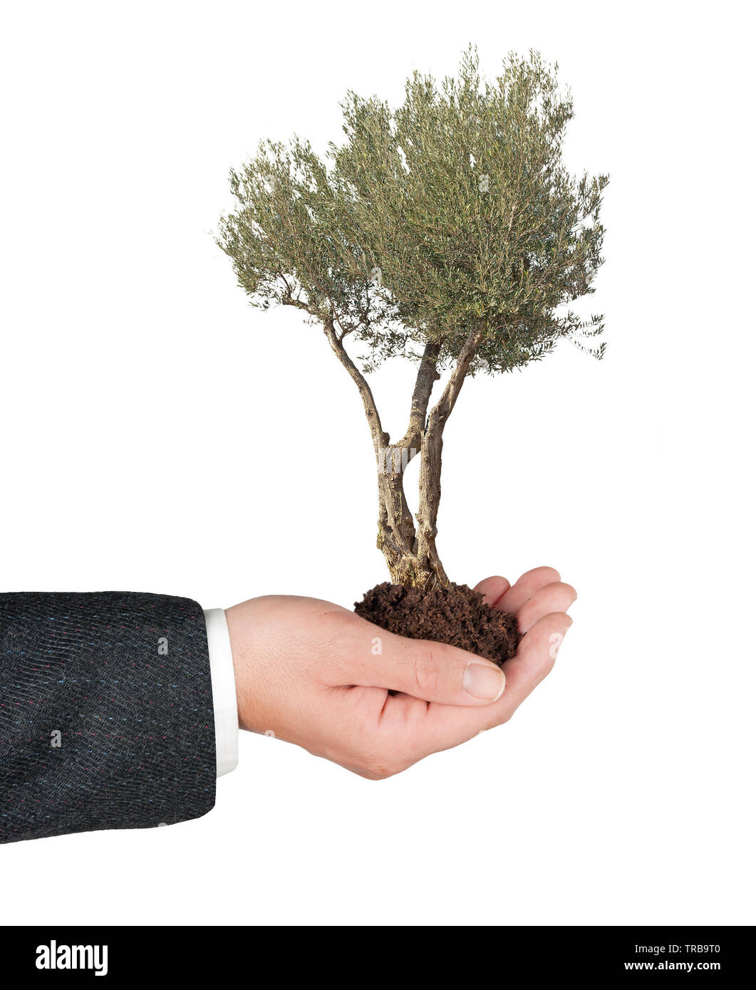 Hand planting an olive tree hi-res stock photography and images - Alamy