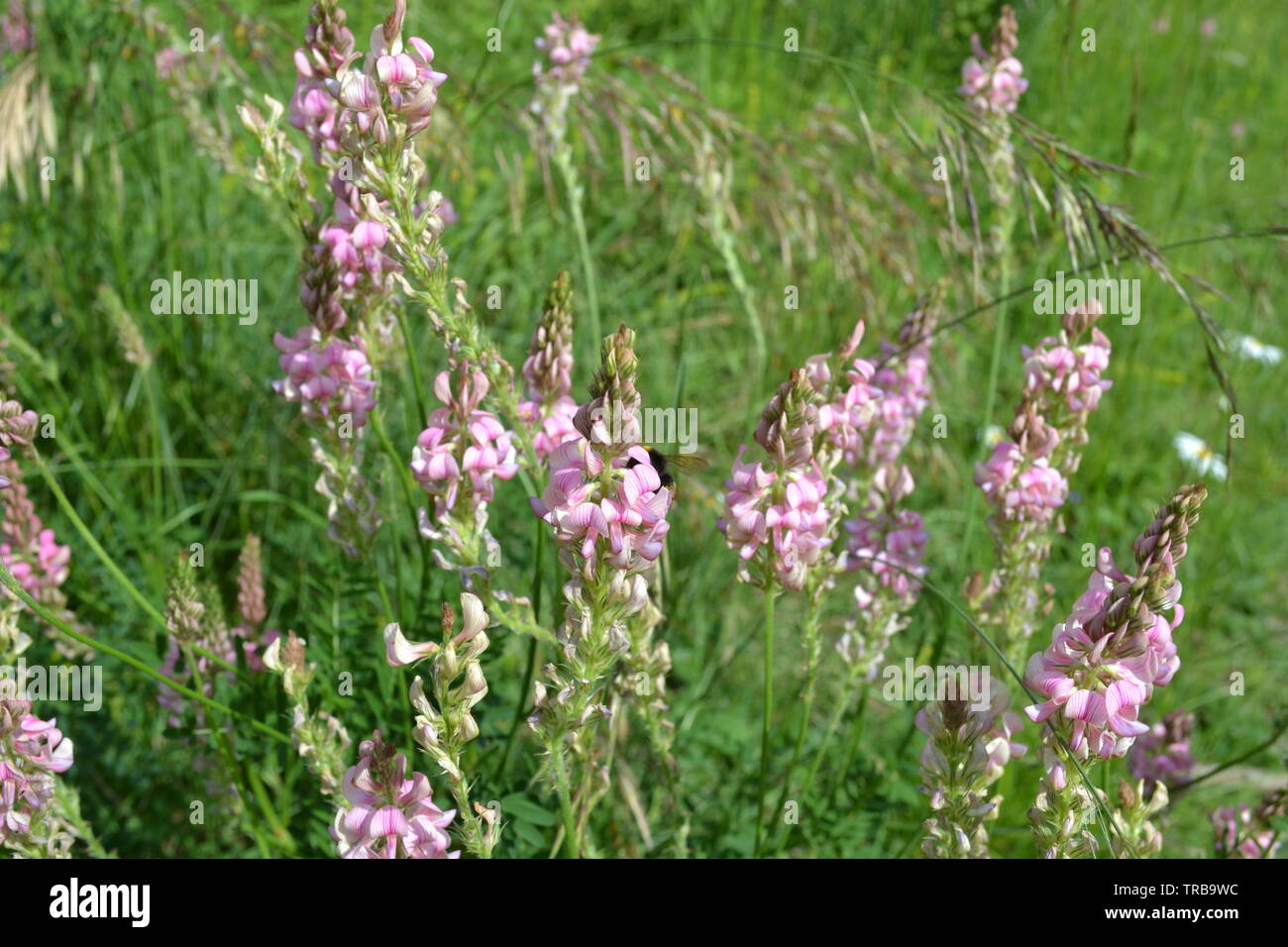 Eurasian Perennial Herbs High Resolution Stock Photography and Images ...