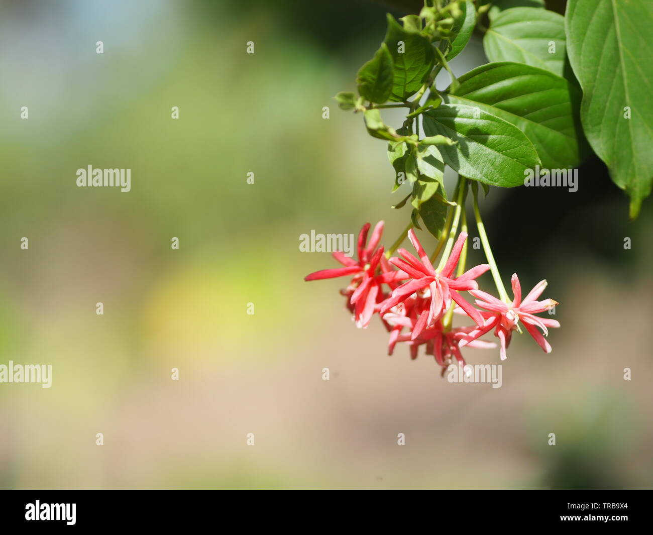 Rangoon creeper name flower The flower looks like long tube At the end ...