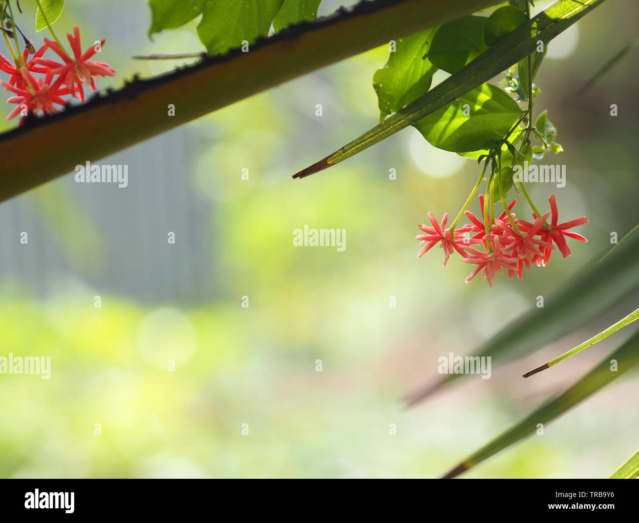 Tube like leaves hi-res stock photography and images - Alamy