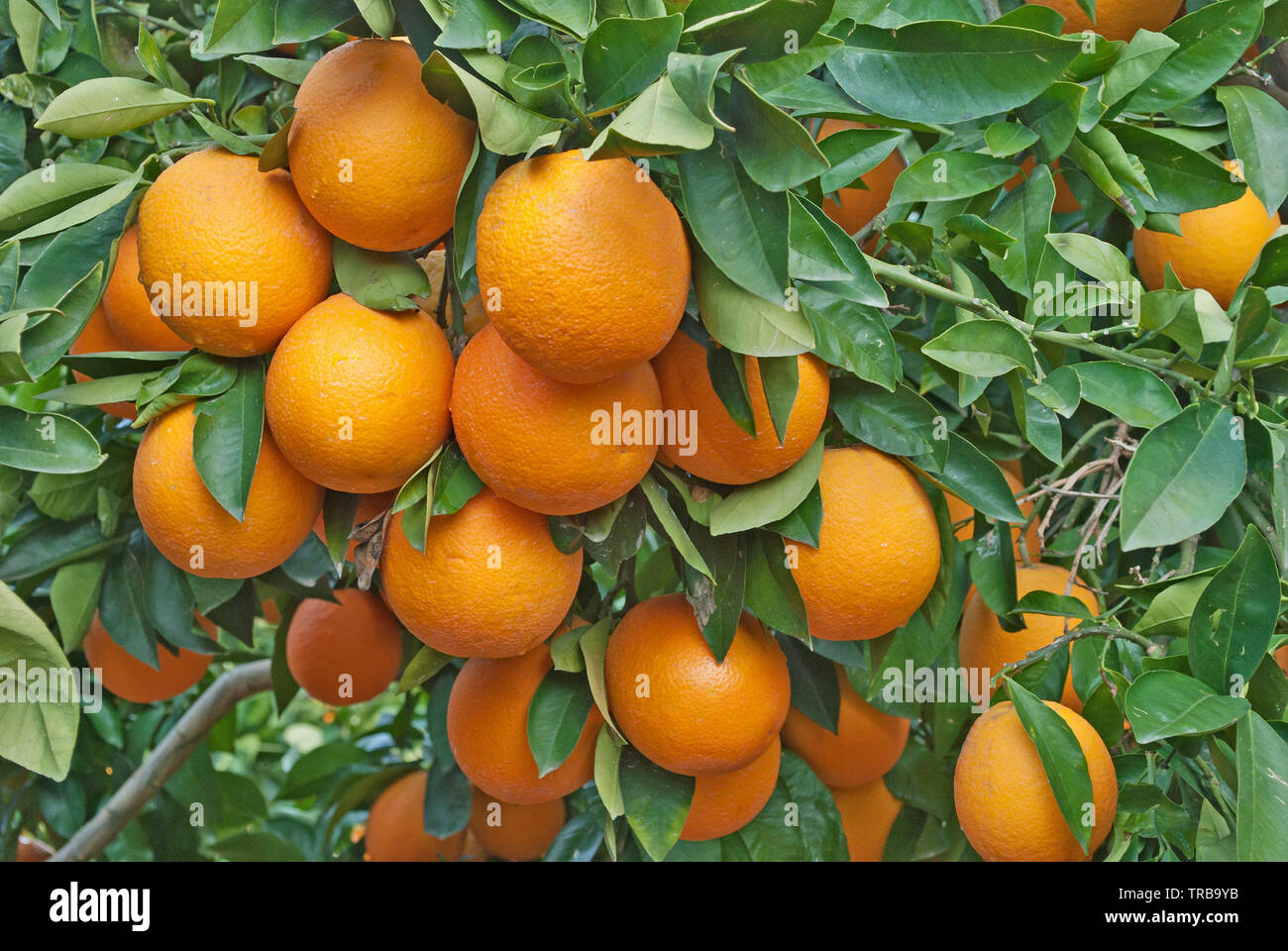 Oranges on tree Stock Photo - Alamy