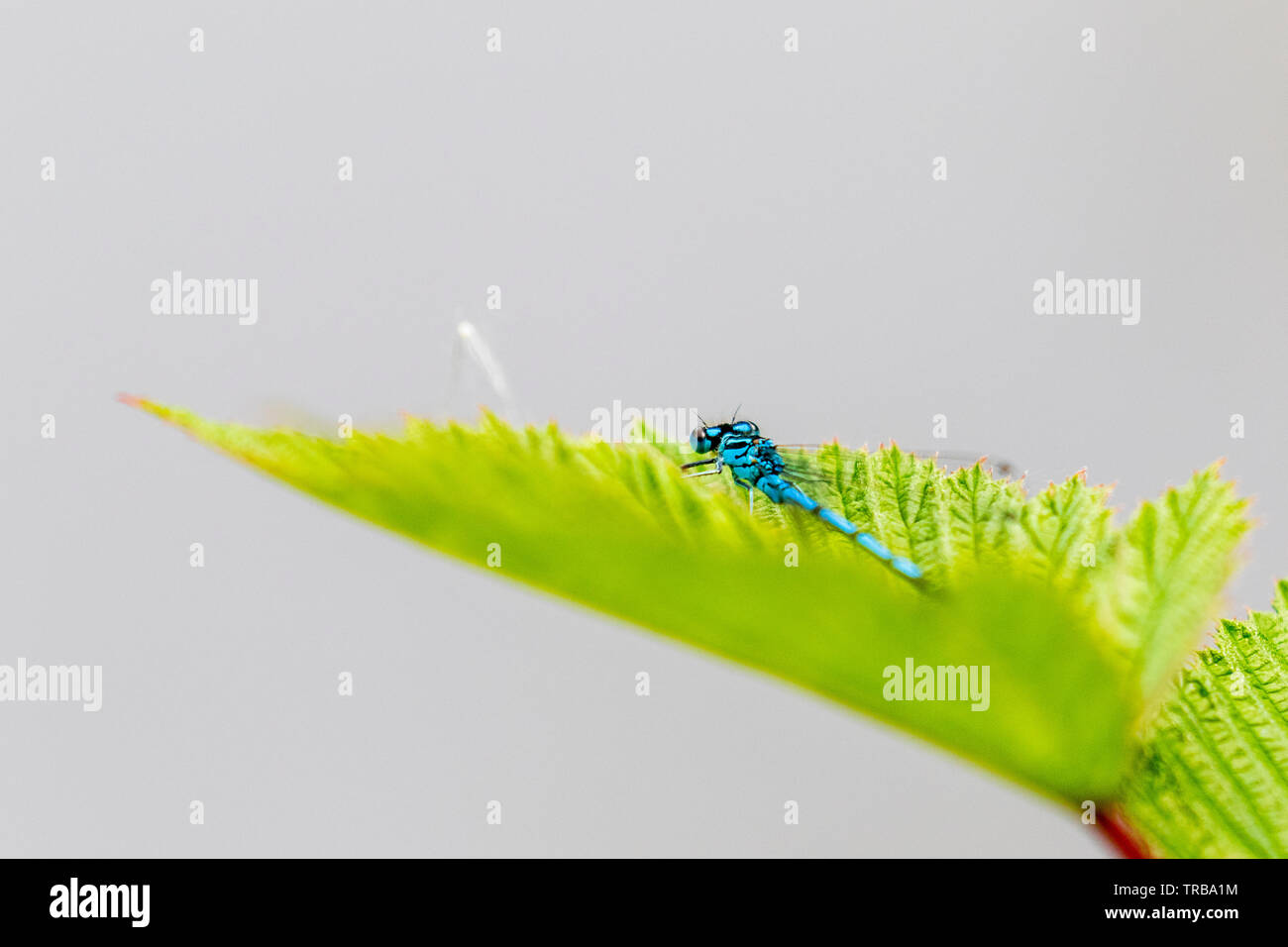 Common damsel fly hi-res stock photography and images - Alamy
